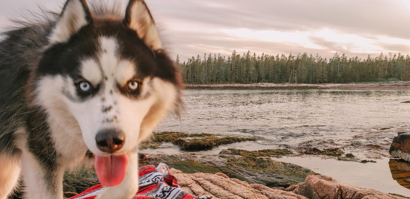 Is Acadia National Park Dog Friendly? - The Well Worn Shoes