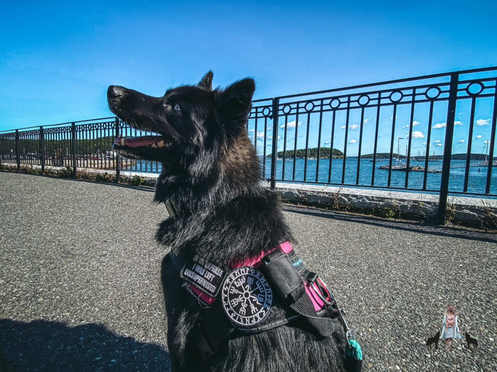 One Day At Acadia National Park With Dogs - The Well Worn Shoes