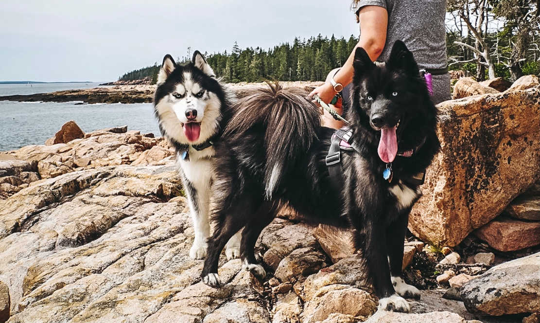 One Day At Acadia National Park With Dogs - The Well Worn Shoes