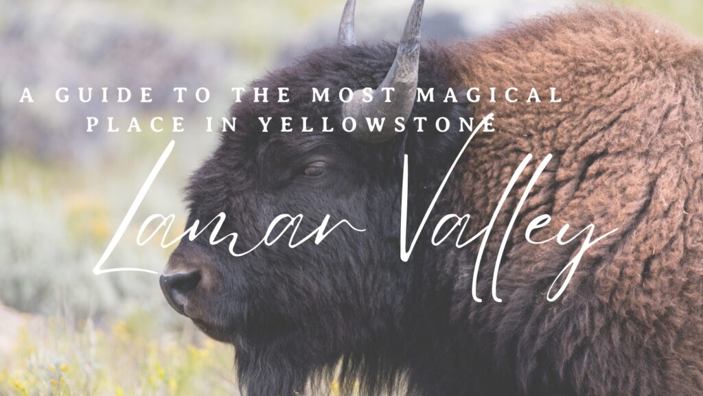 Lamar Valley: A Guide To The Most Magical Place In Yellowstone - The ...