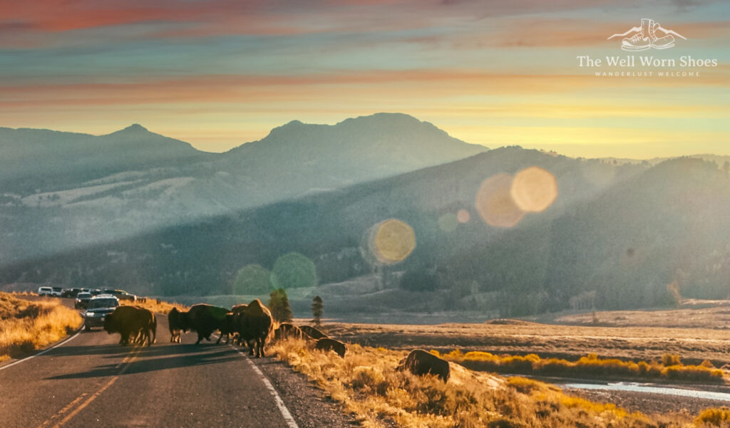 Lamar Valley: A Guide To The Most Magical Place In Yellowstone - The ...