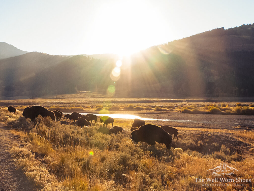 Lamar Valley: A Guide To The Most Magical Place In Yellowstone - The ...