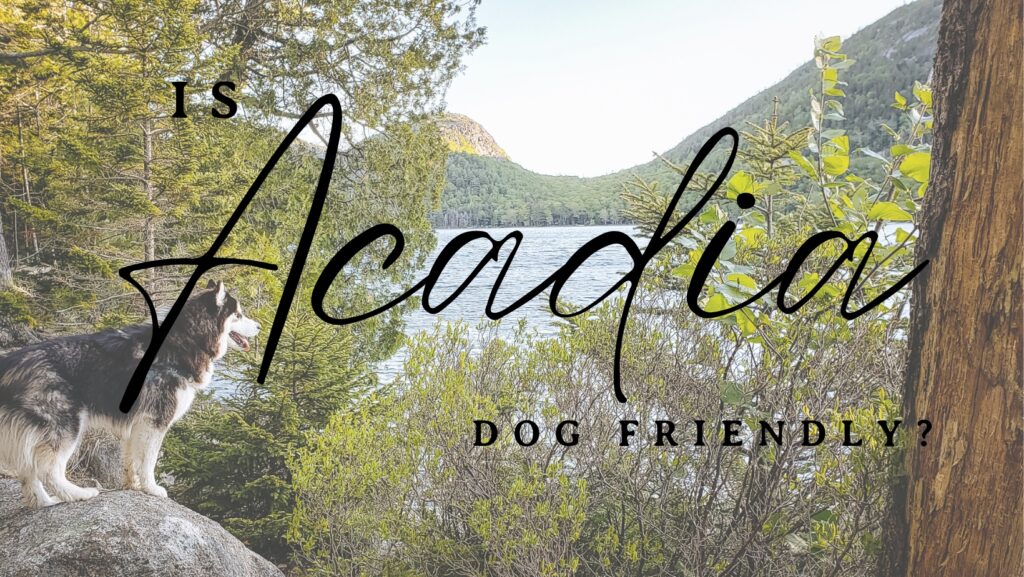 Is Acadia National Park Dog Friendly? - The Well Worn Shoes