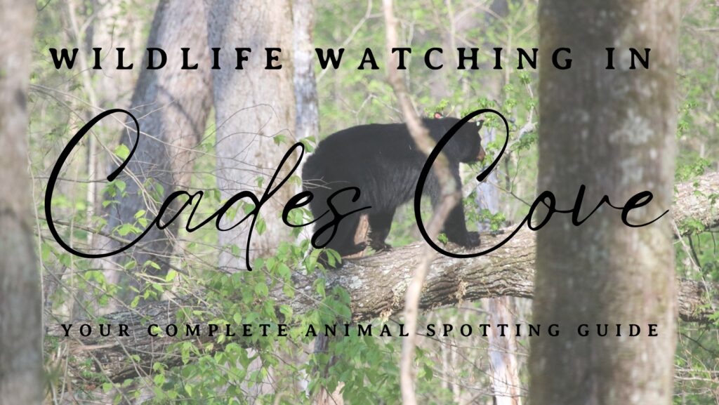 Wildlife Watching in Cades Cove: Your Complete Animal Guide - The Well ...